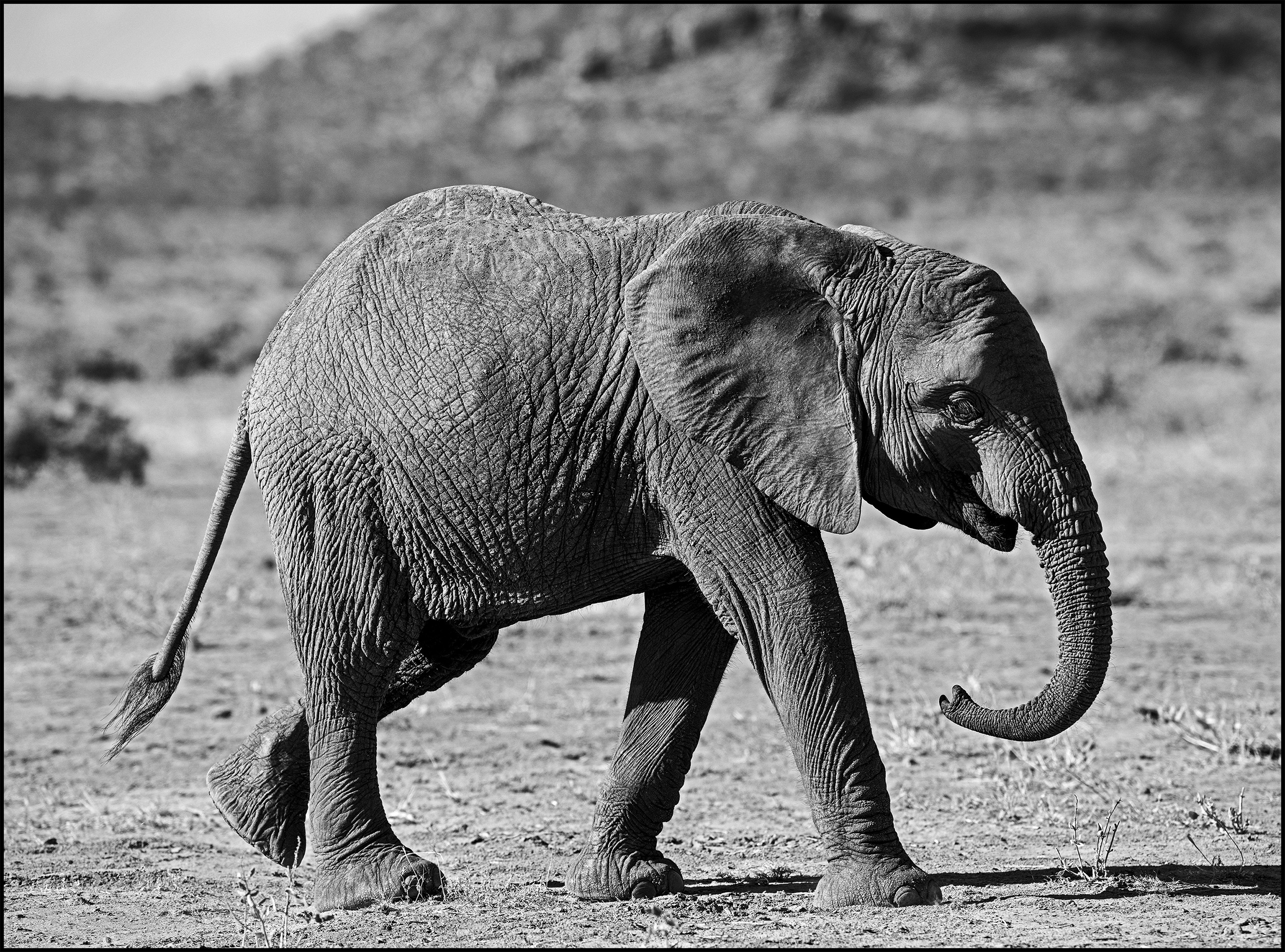 baby elephant side – Roberto Cabral Photography